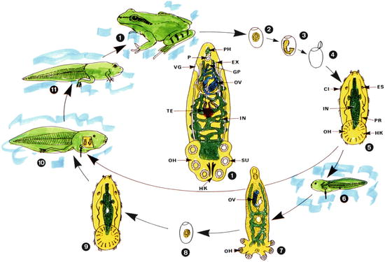 Worms (Helminths) | SpringerLink