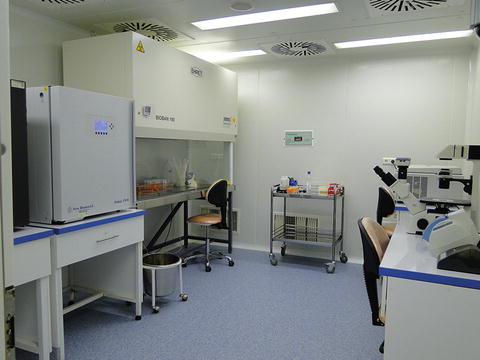 GMP-Compliant Perinatal Tissue-Derived Stem Cells | SpringerLink