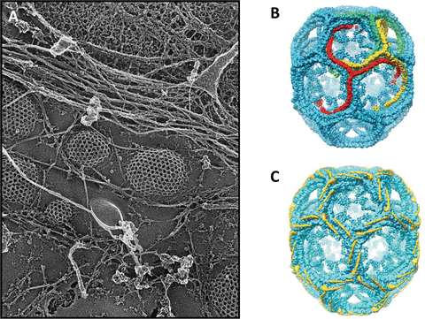Structure and Assembly of Clathrin Cages | SpringerLink