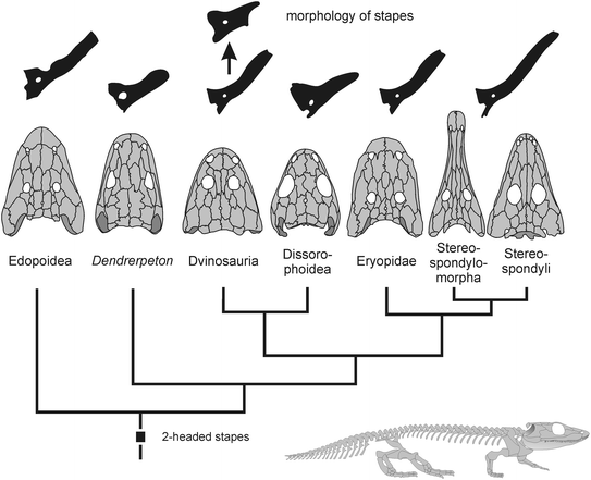 Amphibia: A Case of Diversity and Convergence in the Auditory Region ...