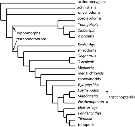 Sarcopterygians: From Lobe-Finned Fishes to the Tetrapod Stem Group ...
