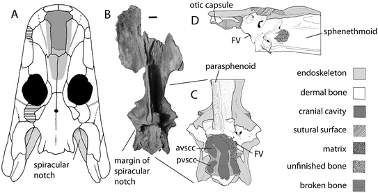 Early Tetrapods: Experimenting with Form and Function | SpringerLink