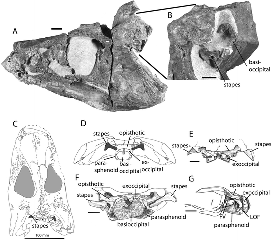 Early Tetrapods: Experimenting with Form and Function | SpringerLink