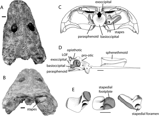 Early Tetrapods: Experimenting with Form and Function | SpringerLink
