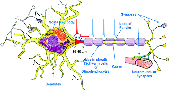 Modulation of Input-Output Balance by the Axon Initial Segment | SpringerLink