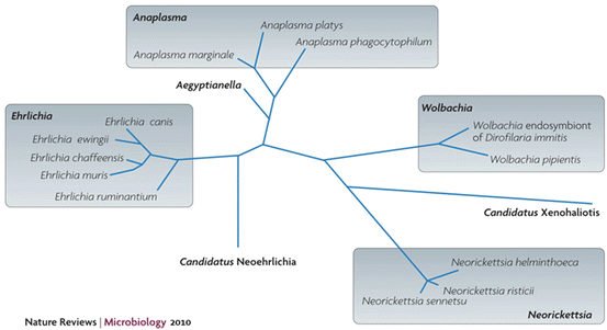 Ehrlichia ruminantium: The Causal Agent of Heartwater | SpringerLink