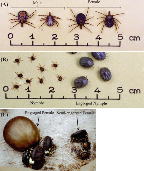 Ehrlichia ruminantium: The Causal Agent of Heartwater | SpringerLink