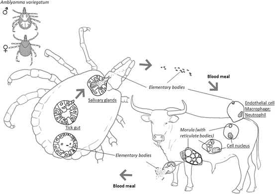 Ehrlichia ruminantium: The Causal Agent of Heartwater | SpringerLink
