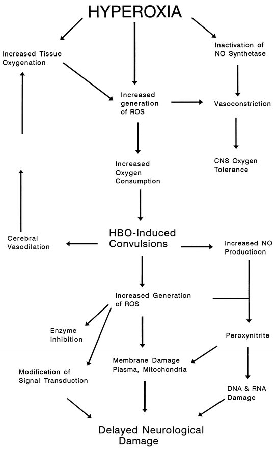 Oxygen Toxicity | SpringerLink