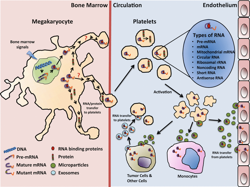 The Platelet Transcriptome: Coding RNAs | SpringerLink