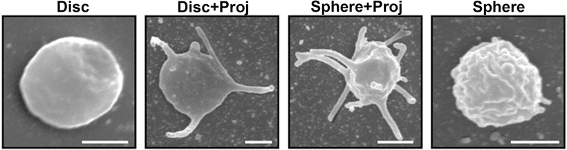 Platelet Shape Change | SpringerLink