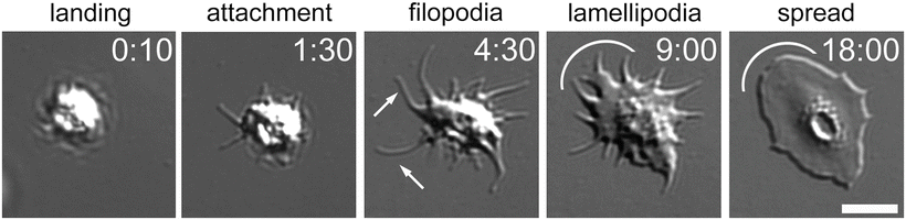 Platelet Shape Change | SpringerLink