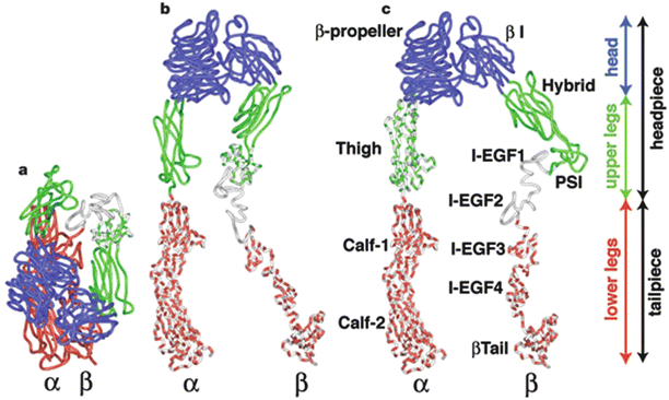 αIIbβ3 (GPIIb/IIIa) Structure and Function | SpringerLink