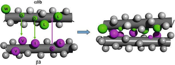 αIIbβ3 (GPIIb/IIIa) Structure and Function | SpringerLink
