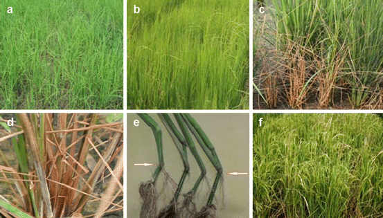 Importance and Management of Rice Diseases: A Global Perspective ...