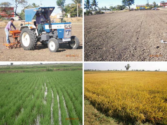 Rice Production Systems | SpringerLink