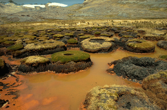 Acidophiles: Diversity and Mechanisms of Adaptation to Acidic ...