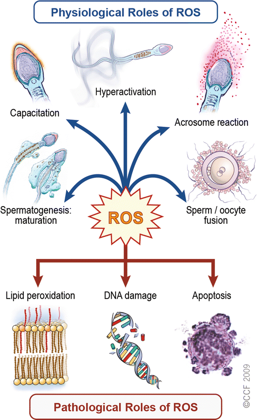 Physiological Roles of Reactive Oxygen Species (ROS) in the ...