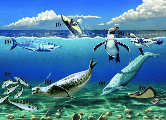 Miocene Marine Transgressions: Paleoenvironments and Paleobiodiversity ...