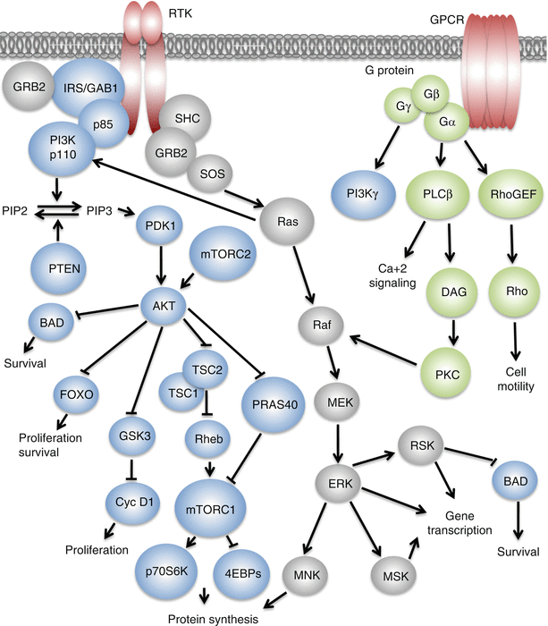 Fundamental Pathways in Breast Cancer 1: Signaling from the Membrane ...