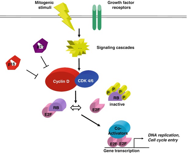 Targeting the CDK4/6 Pathway in Breast Cancer | SpringerLink