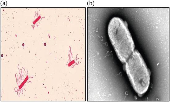 Introduction to Modern Tools and Techniques to Understand Microbes ...
