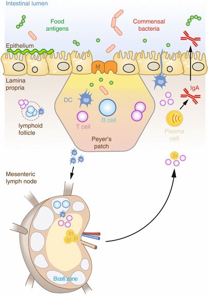 The Intestinal Immune System During Homeostasis and Inflammatory Bowel ...