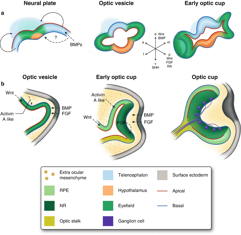 Retinal Organoids: An Emerging Technology for Retinal Disease Research ...