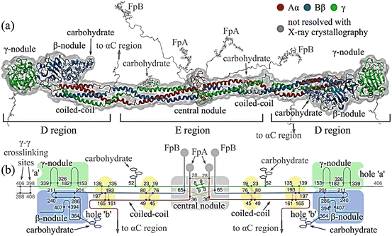 Fibrin Formation, Structure and Properties | SpringerLink