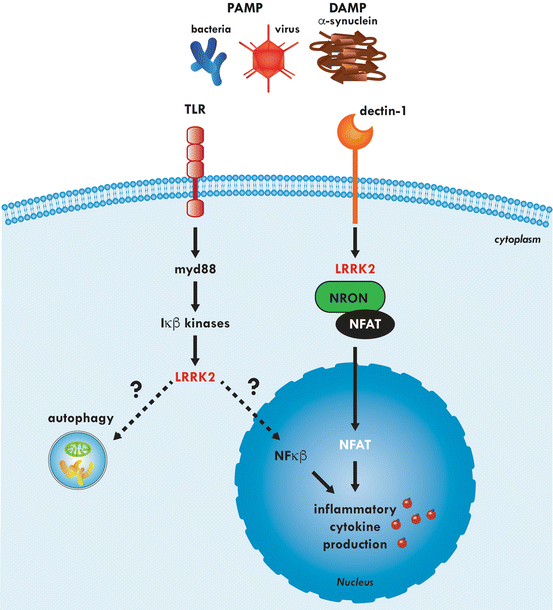 LRRK2 and the Immune System | SpringerLink