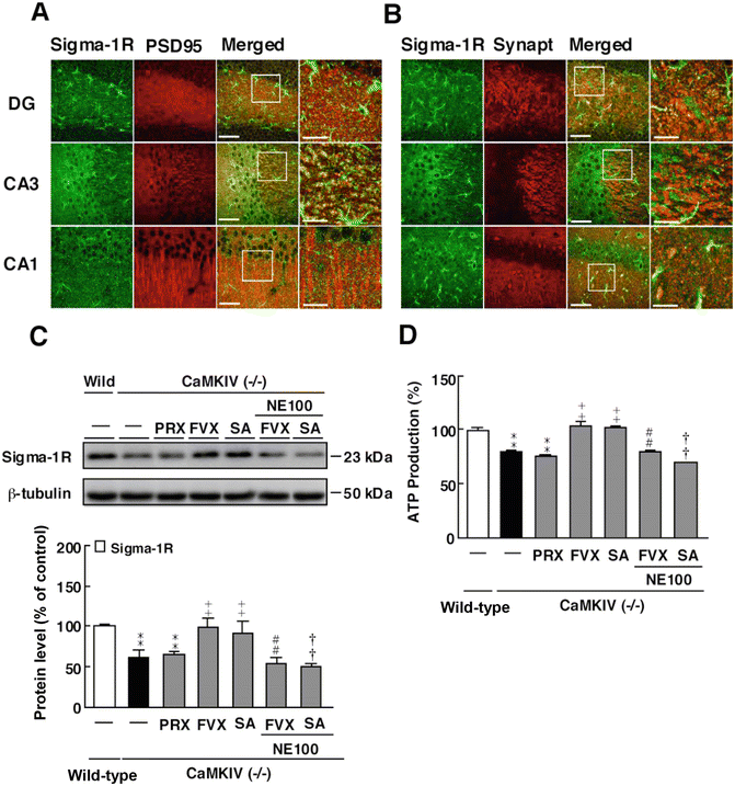 Stimulation of the Sigma-1 Receptor and the Effects on Neurogenesis and ...