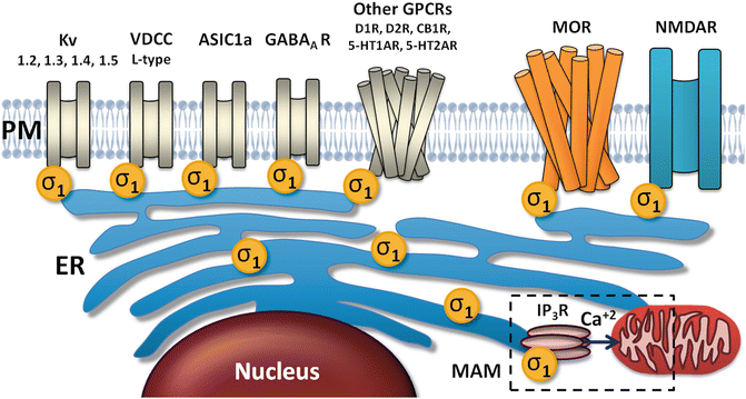 Sigma-1 Receptor Antagonists: A New Class of Neuromodulatory Analgesics ...