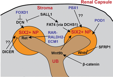 Origin and Function of the Renal Stroma in Health and Disease ...
