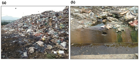 Phytoremediation of Landfill Leachates | SpringerLink