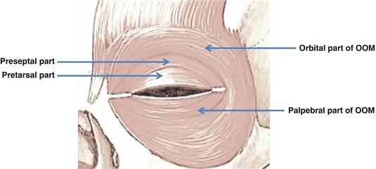 Anatomy of the Periorbital Region | SpringerLink