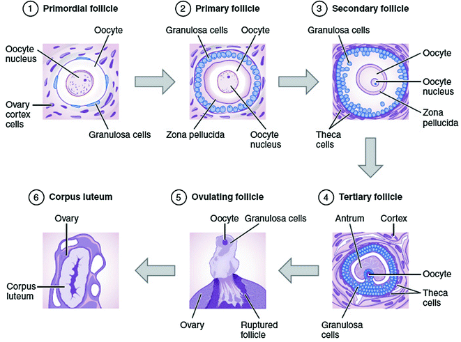 Follicular Development and Oocyte Growth | SpringerLink