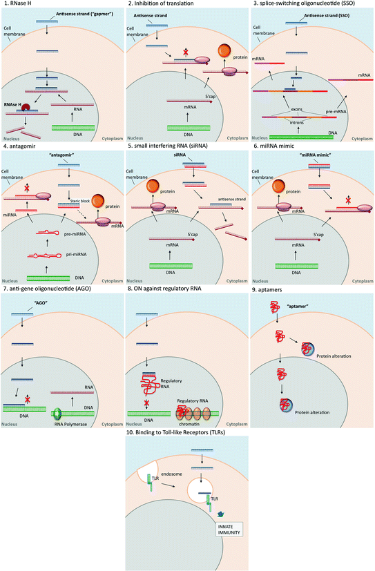 Oligonucleotide Therapy | SpringerLink