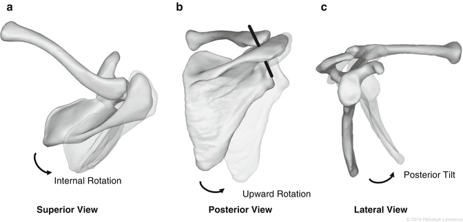 Mechanics of the Scapula in Shoulder Function and Dysfunction ...