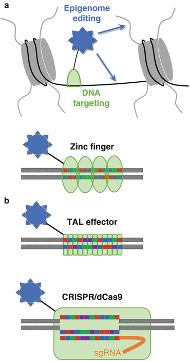Epigenome Editing in the Brain | SpringerLink
