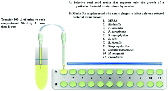 Control, Prevention and Rapid Detection of Methicillin-Resistant ...