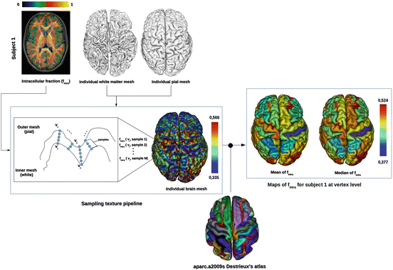 Colocalization of Functional Activity and Neurite Density Within ...