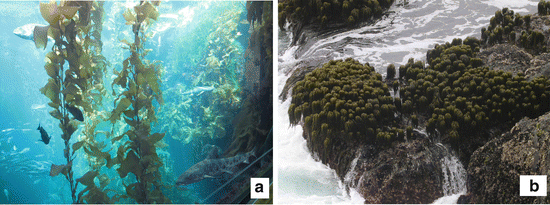 The Macroalgal Ecosystem | SpringerLink