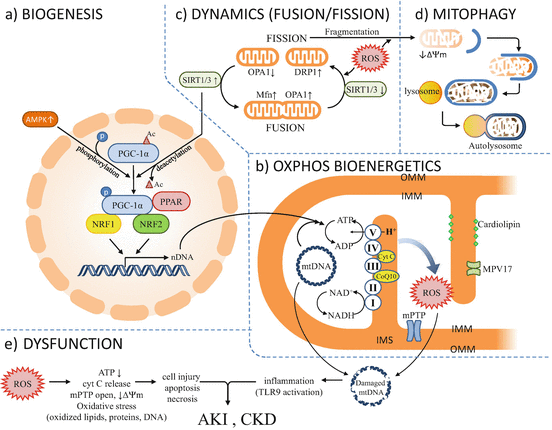 Mitochondria Damage and Kidney Disease | SpringerLink