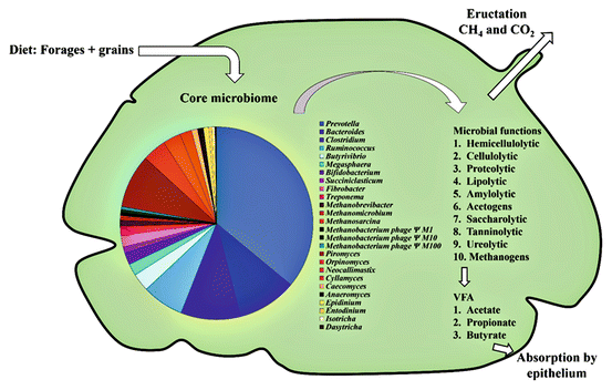 Ecological Aspects on Rumen Microbiome | SpringerLink