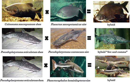 Genetic Resources: What Are Genetic Resources and Their Importance for ...