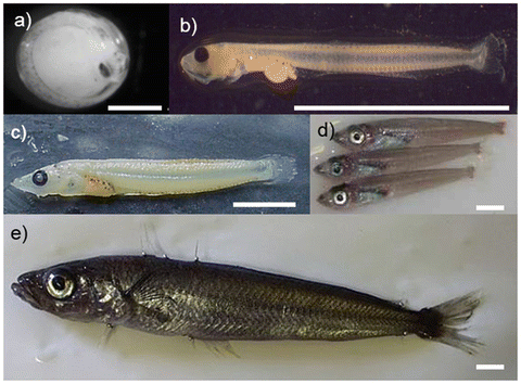 Trophic Ecology of Early Developmental Stages of Antarctic Silverfish ...