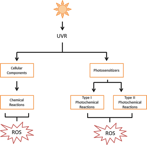 Ultraviolet Light Induced Generation of Reactive Oxygen Species ...