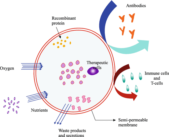 Biomaterials for Cell Encapsulation: Progress Toward Clinical ...