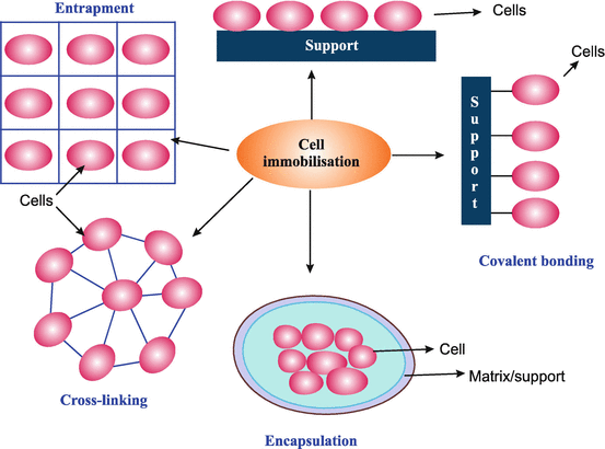 Biomaterials for Cell Encapsulation: Progress Toward Clinical ...
