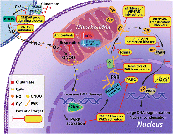 Cell Death Mechanisms of Neurodegeneration | SpringerLink